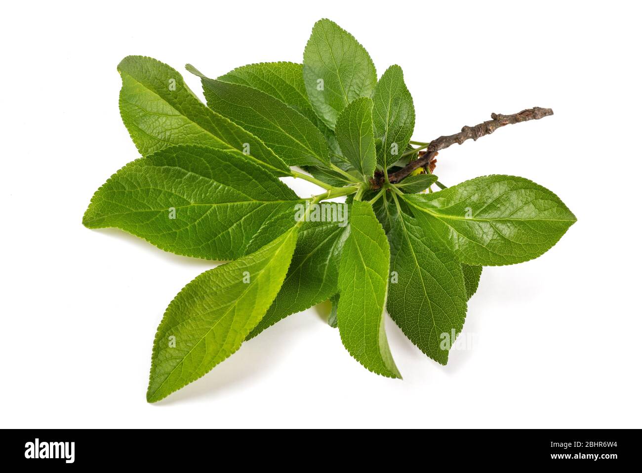 Plum branch isolated on white Stock Photo - Alamy