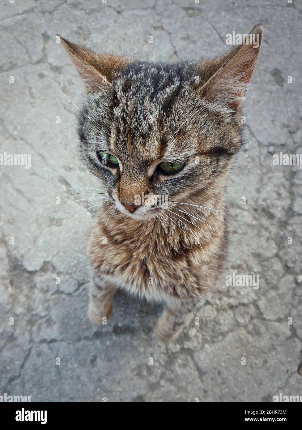 High angle view of playful cute cat standing up on hind paws, looking ...