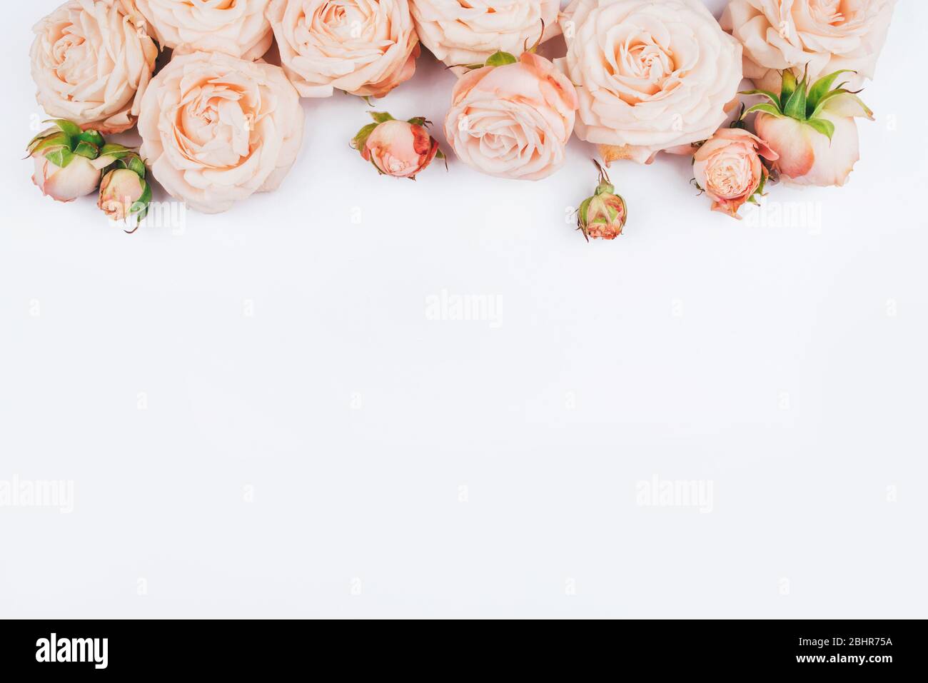 Spring background. Rose flowers on a white background Stock Photo - Alamy