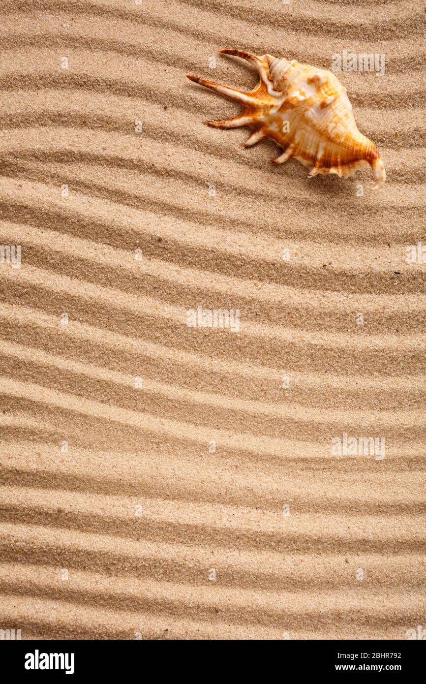 The original seashell is in the upper right corner. Wavy sand texture ...
