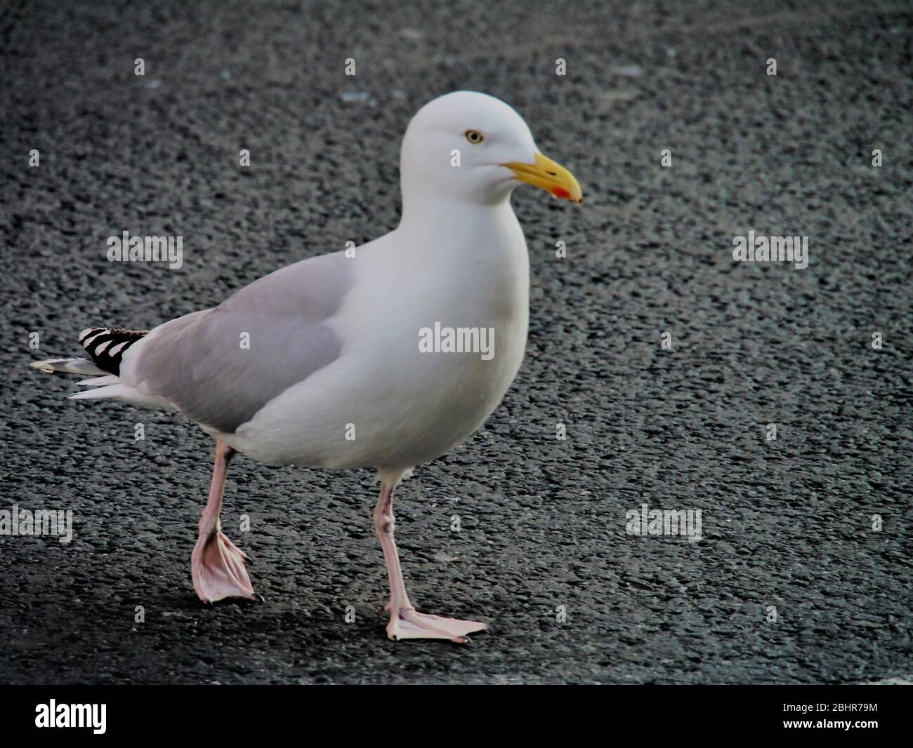 Seagull Feet High Resolution Stock Photography and Images - Alamy