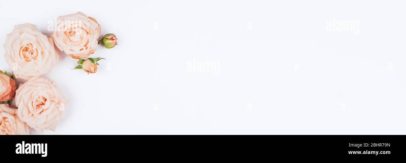 Spring background. Rose flowers on a white background Stock Photo - Alamy