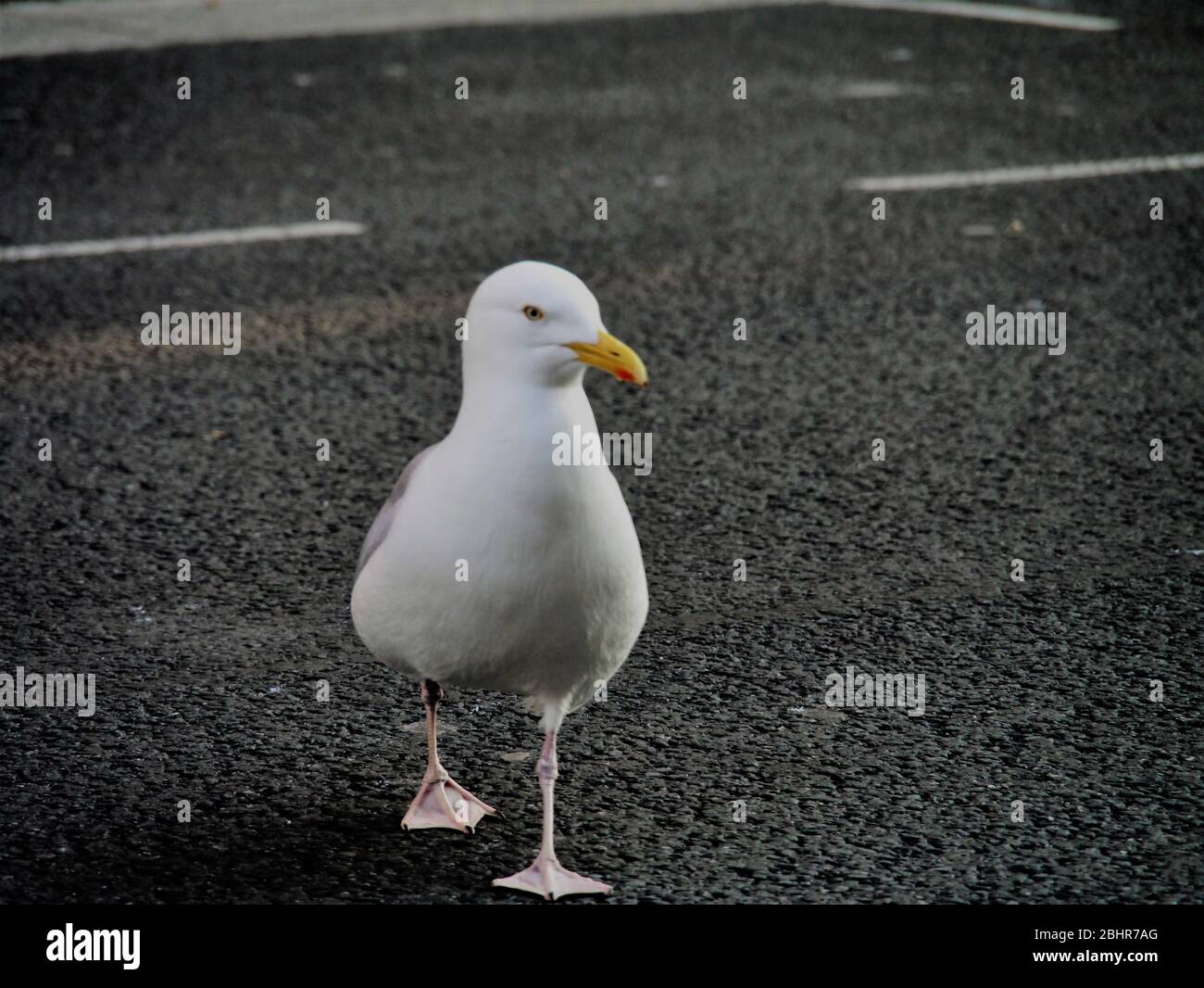 Seagull Feet High Resolution Stock Photography and Images - Alamy