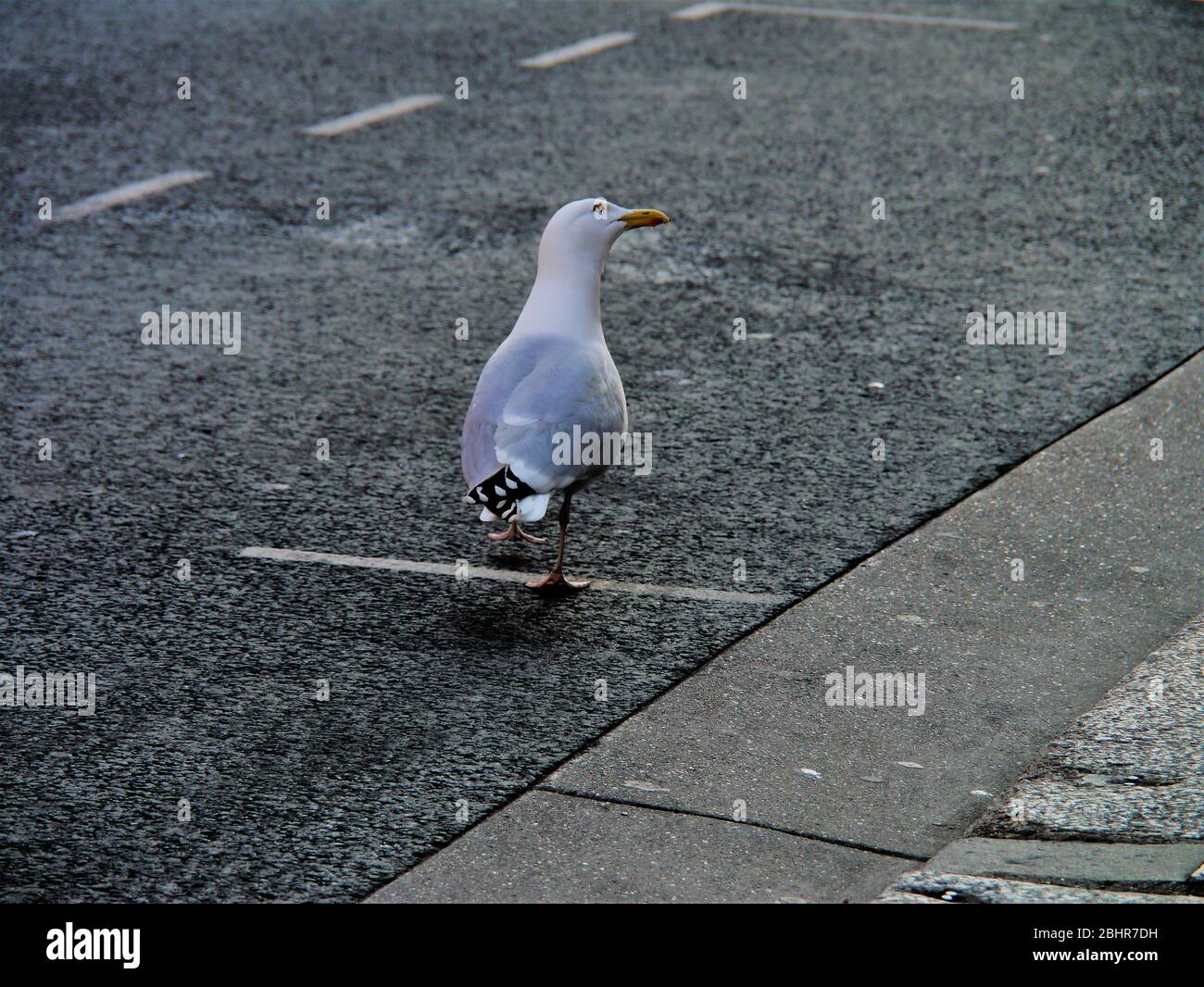 Seagull taking a stroll down the high street Stock Photo - Alamy