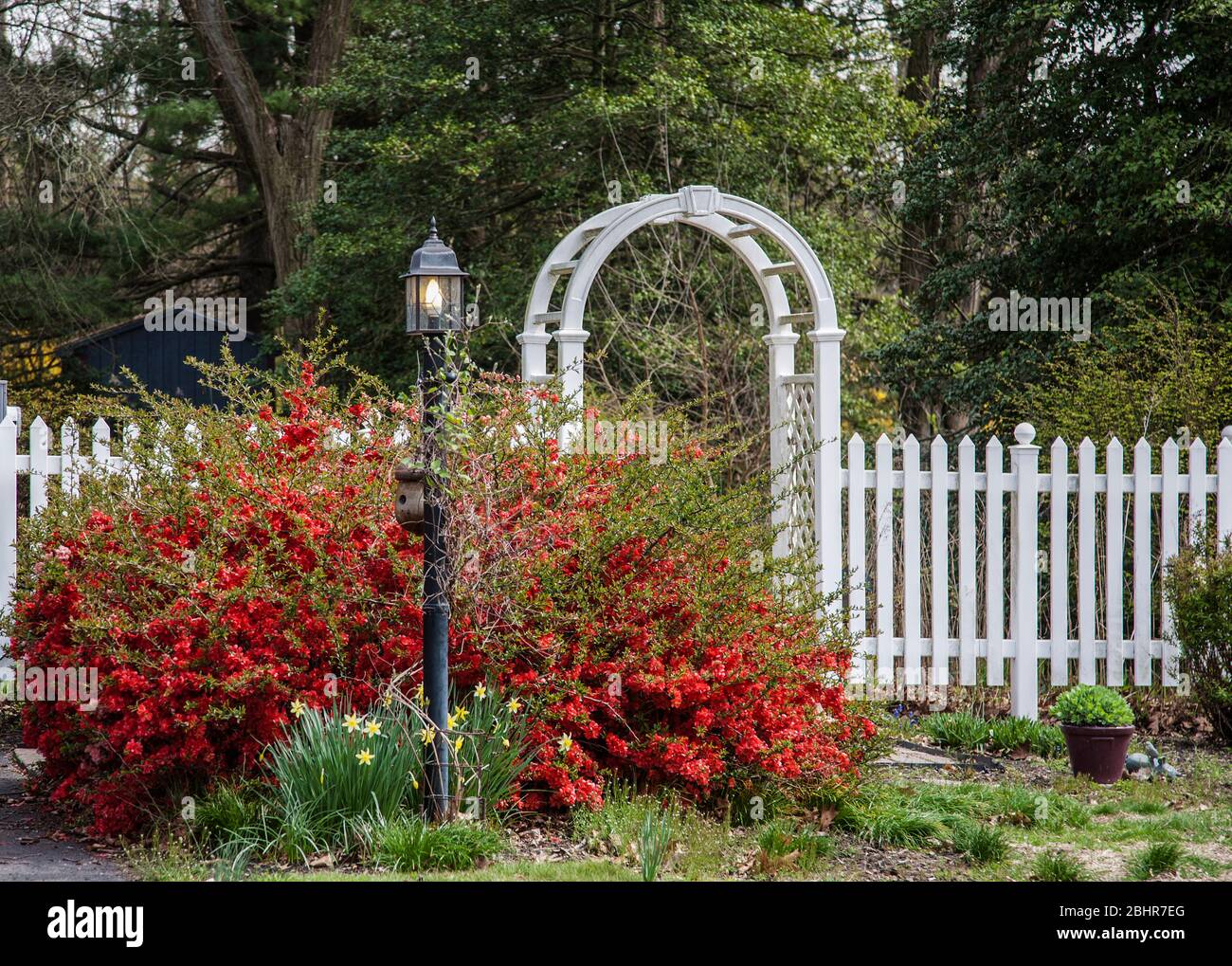 Red Rose of Sharon bush, white picket fence, arbor, Lamp post, in a ...