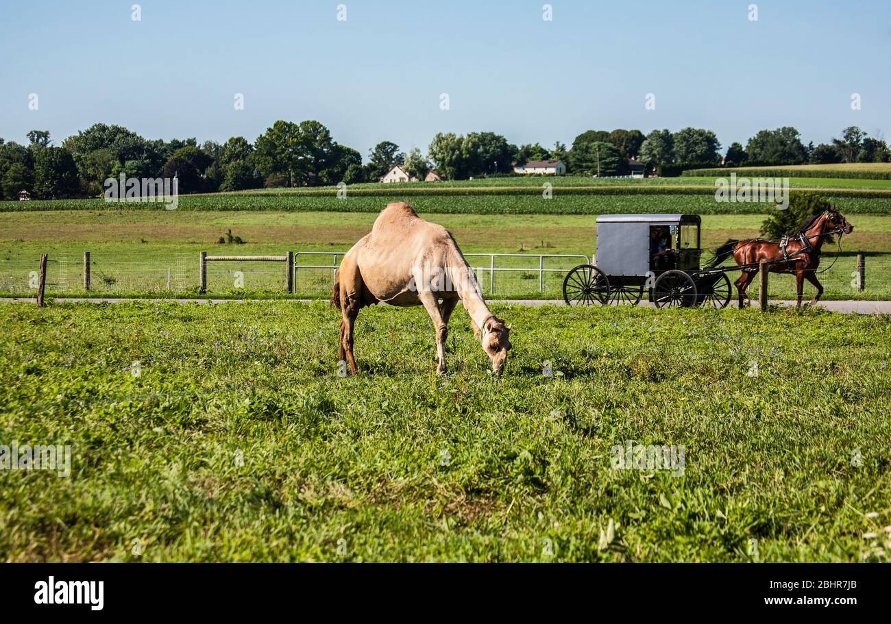 Amish farms in rural pennsylvania hi-res stock photography and images ...