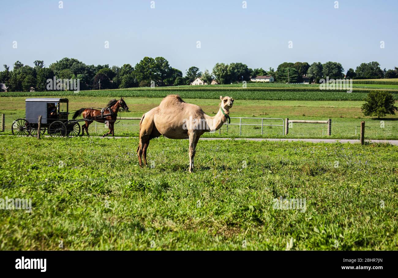 Amish farms in rural pennsylvania hi-res stock photography and images ...