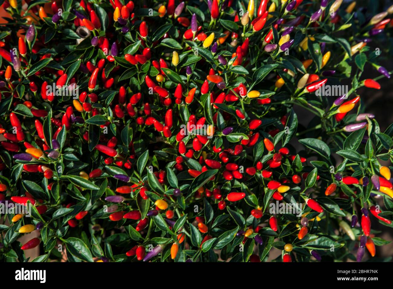 Ornamental peppers, Mercer county, New Jersey, USA Colourful garden ...