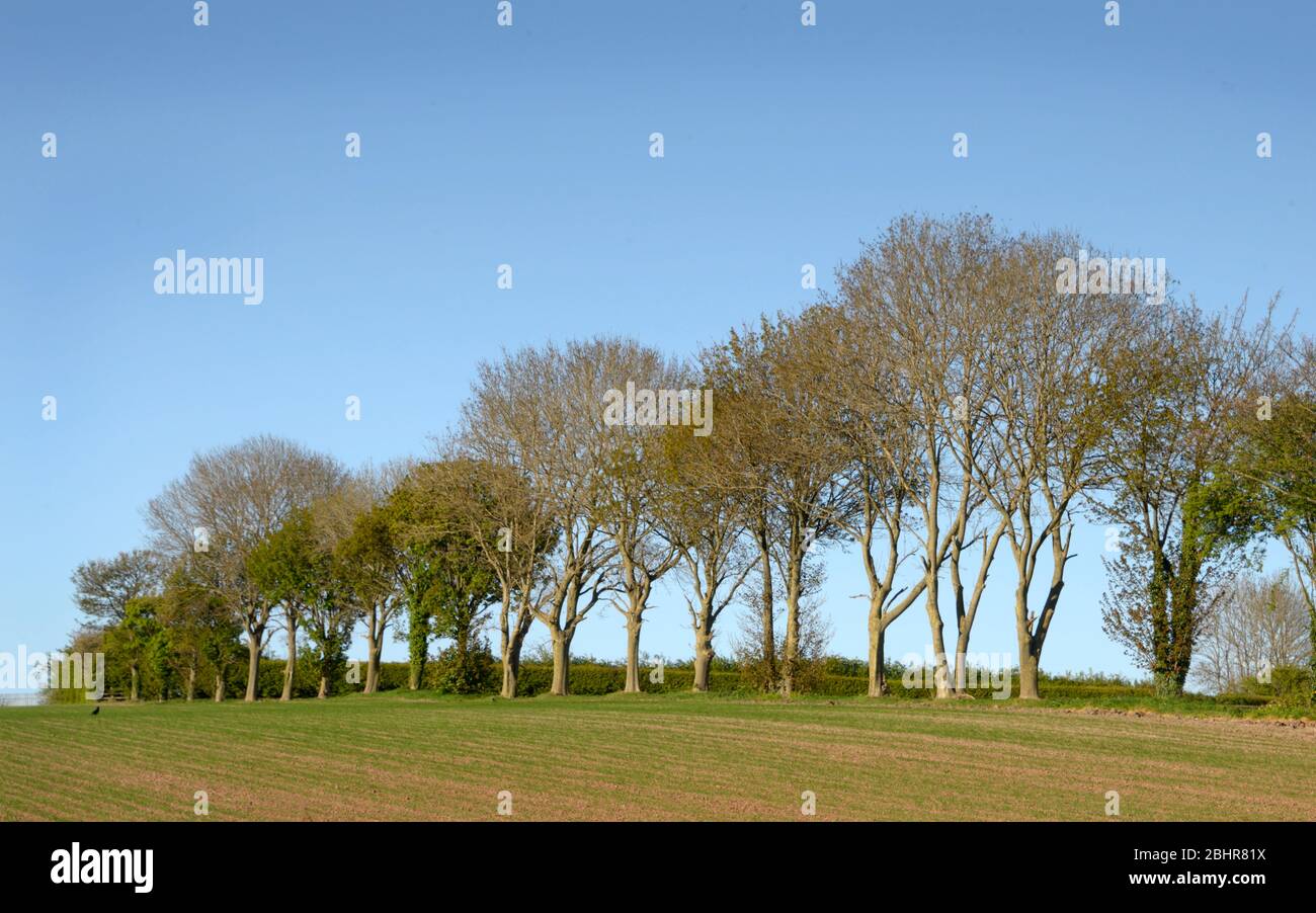 Line of trees, in spring, with early shoots in field Stock Photo - Alamy