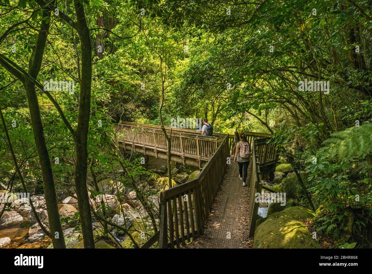 Wairere Falls Track, footbridge crossing stream, Kaimai Range, Gordon ...