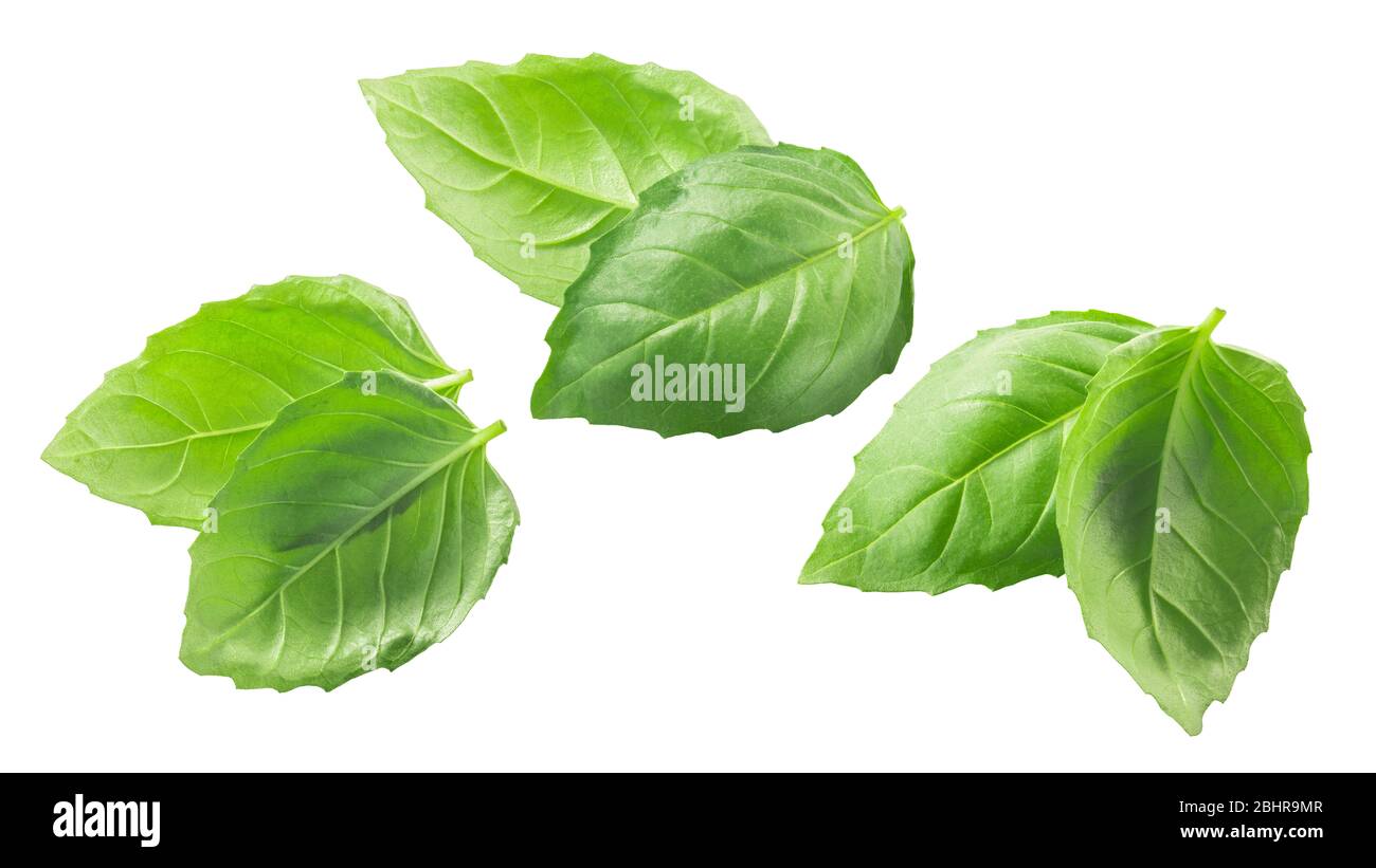 Paired leaves hi-res stock photography and images - Alamy