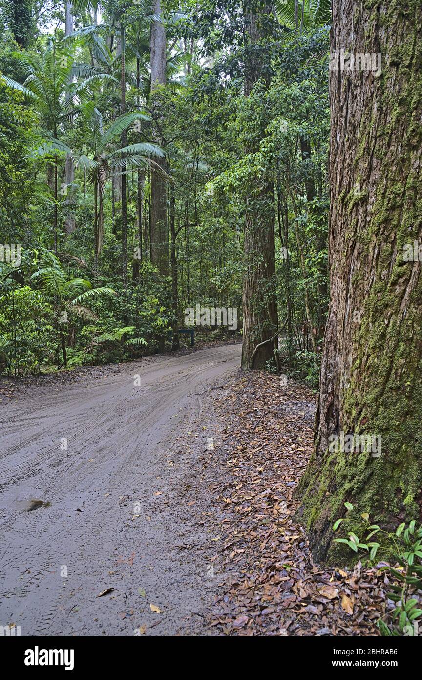 Forest wheel track hi-res stock photography and images - Alamy