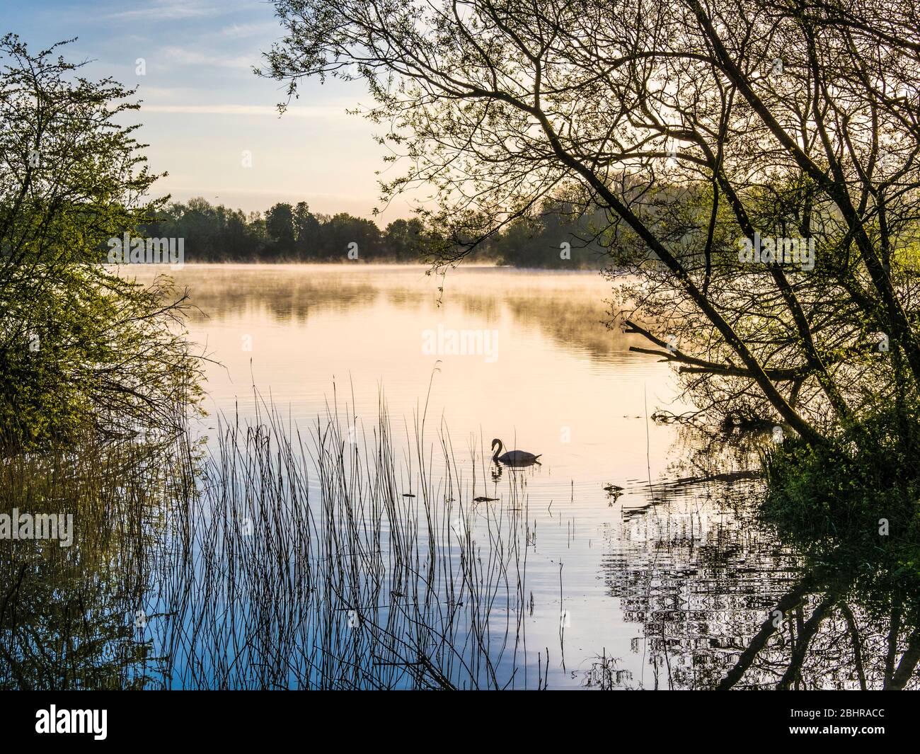 Sunny water park with swan hi-res stock photography and images - Alamy