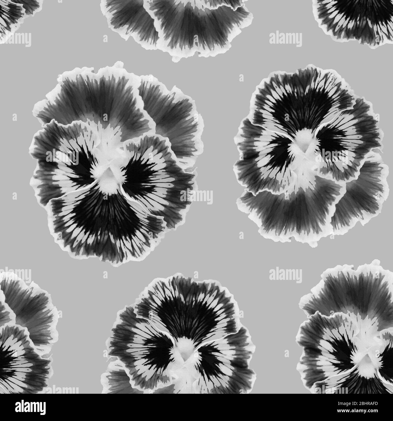 White viola tricolor Black and White Stock Photos & Images - Alamy