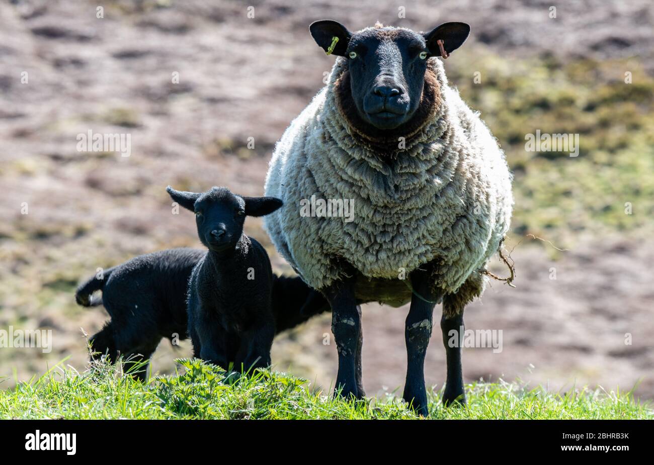 Staring Sheep High Resolution Stock Photography and Images - Alamy