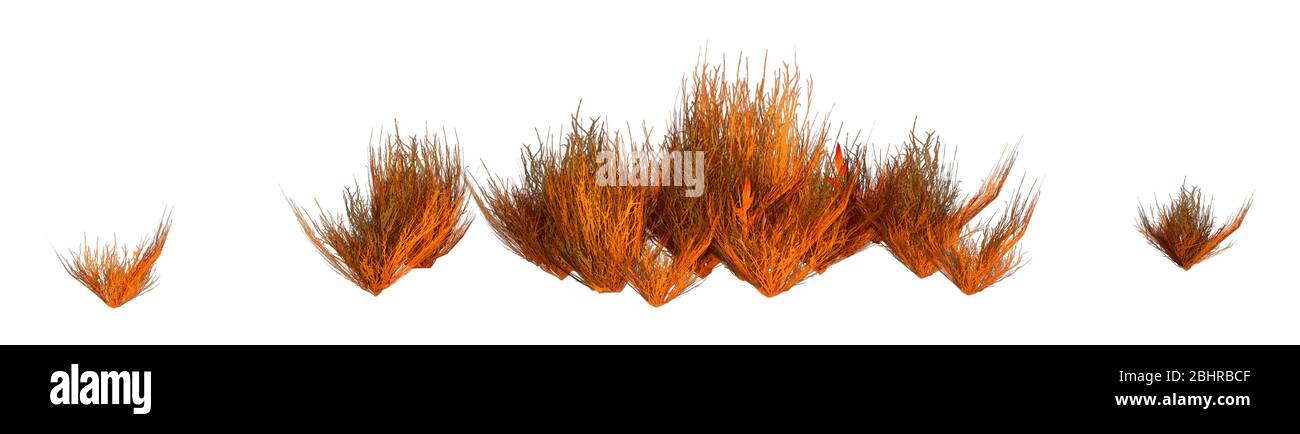 3D rendering of a fantasy alien grass isolated on white background ...