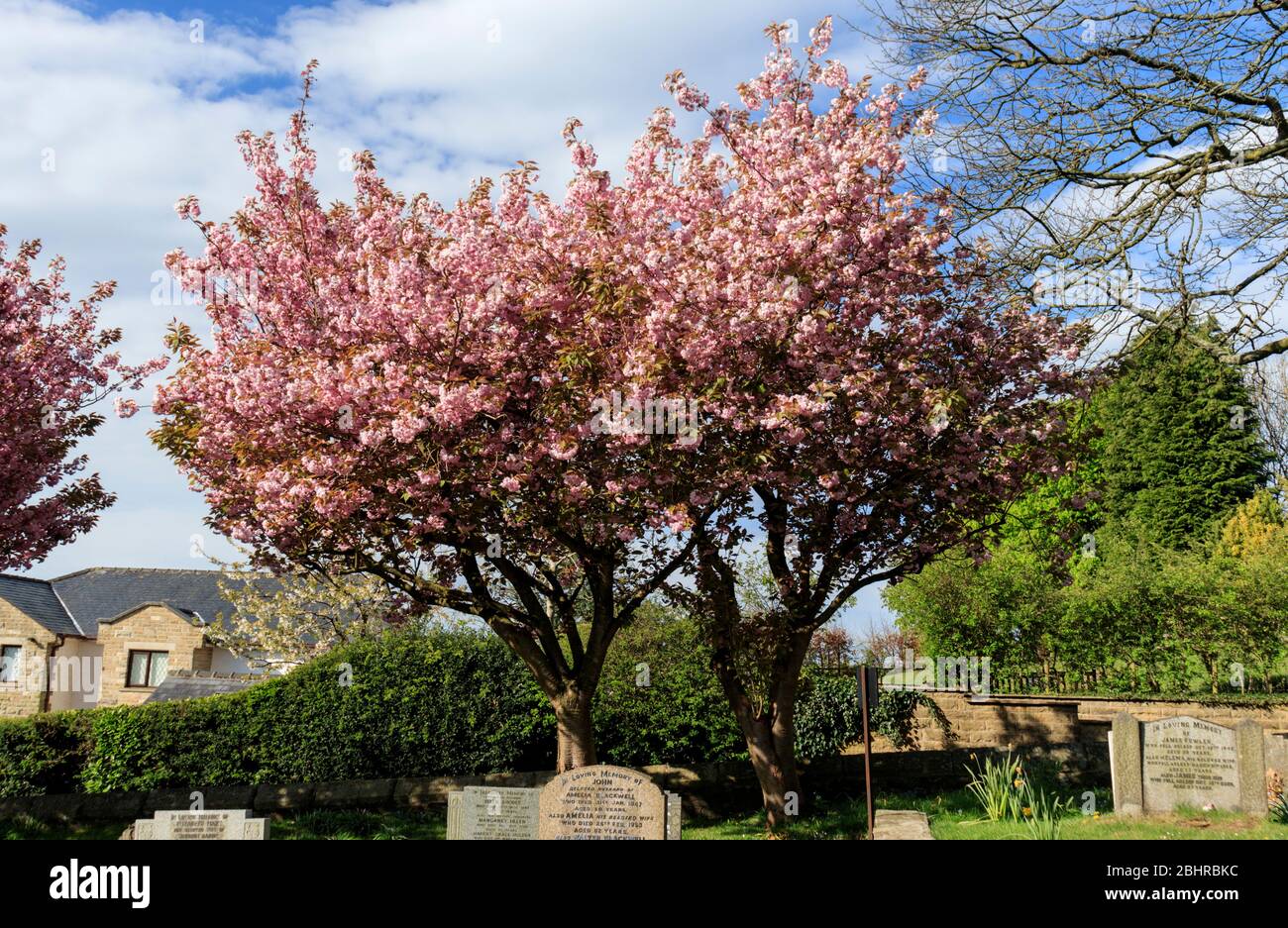 Trees in blossom in St. James' churchyard, Brindle Stock Photo - Alamy