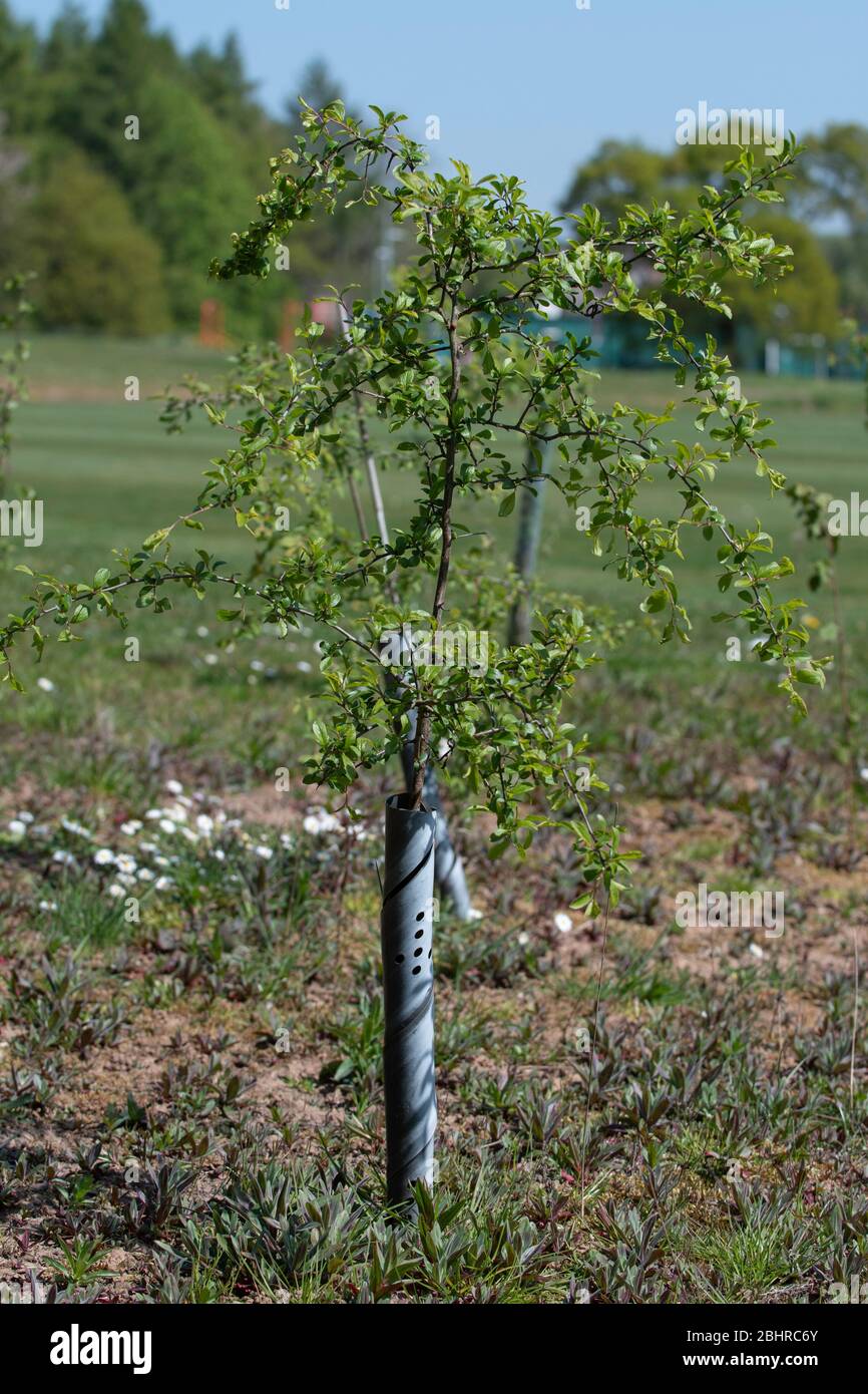 newly planted young trees Stock Photo - Alamy