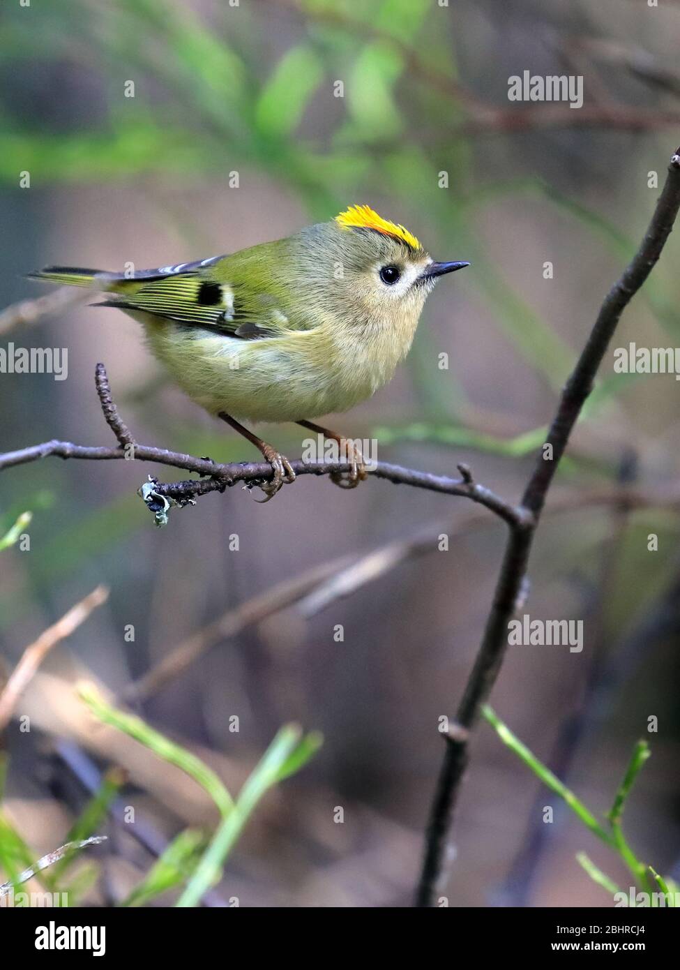 Goldcrest bird hi-res stock photography and images - Alamy