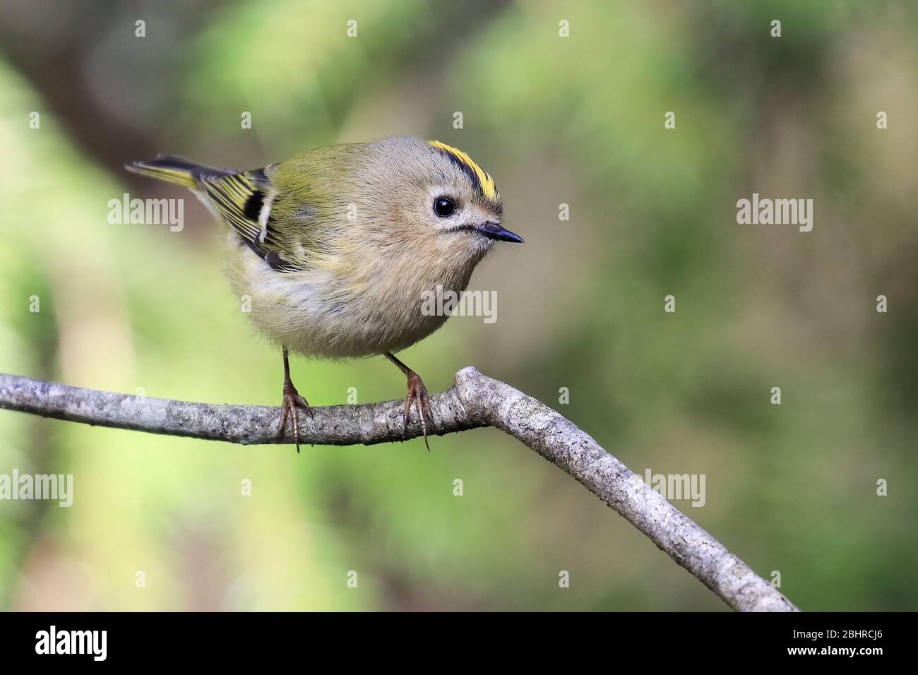 Goldcrest bird hi-res stock photography and images - Alamy