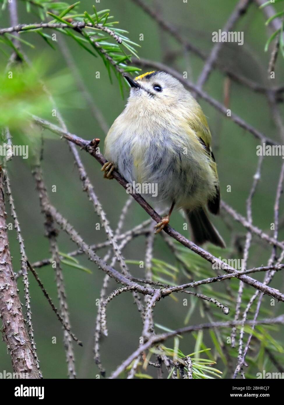 Goldcrest bird hi-res stock photography and images - Alamy