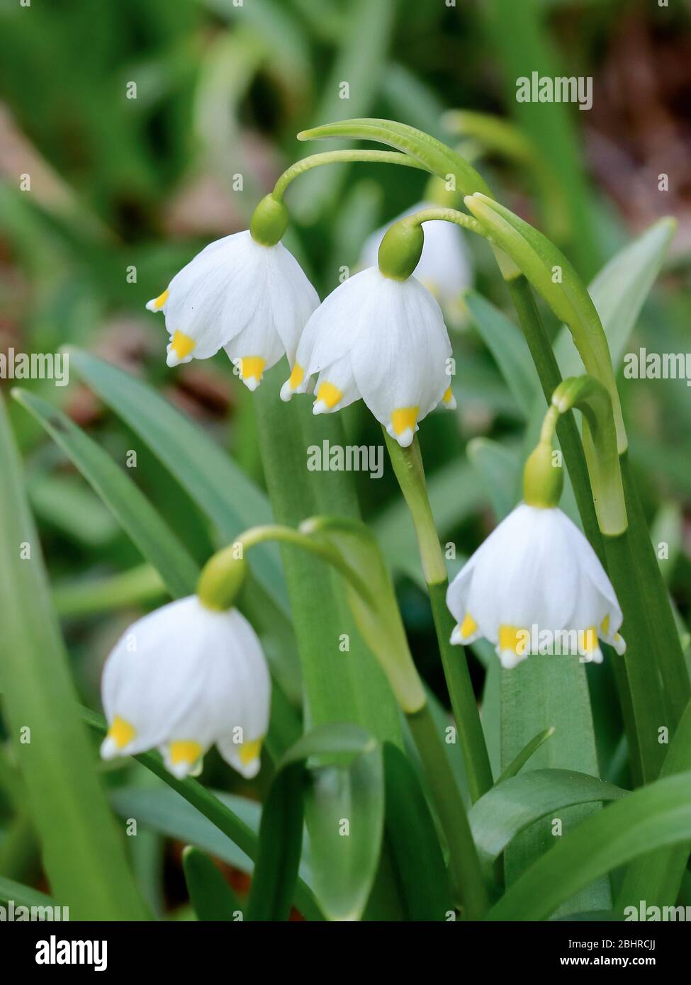 beautiful spring blooming flower Stock Photo - Alamy