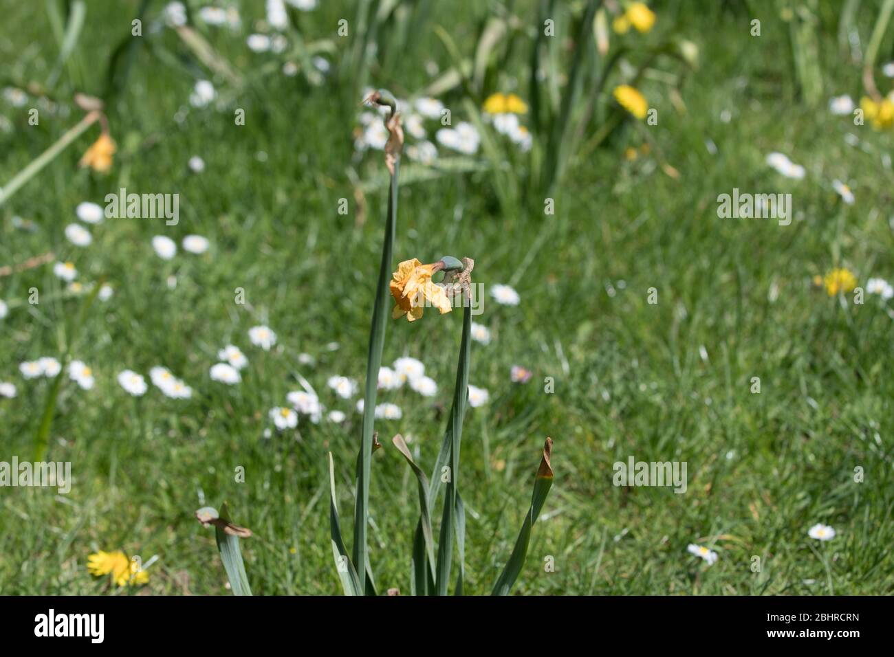 Dead daffodil flower hi-res stock photography and images - Alamy