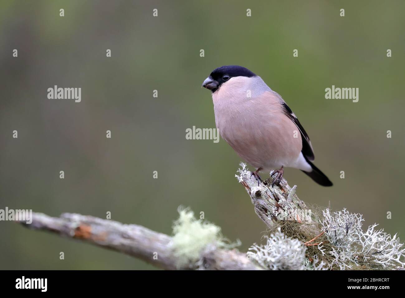 Bullfinch eurasian pyrrhula female hi-res stock photography and images ...