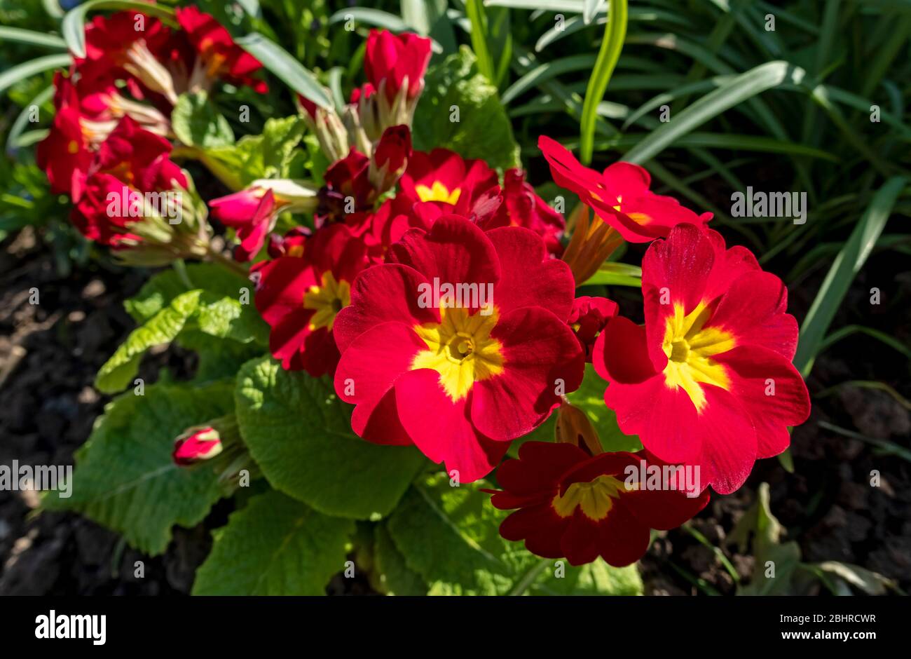 Colour polyanthus hi-res stock photography and images - Alamy
