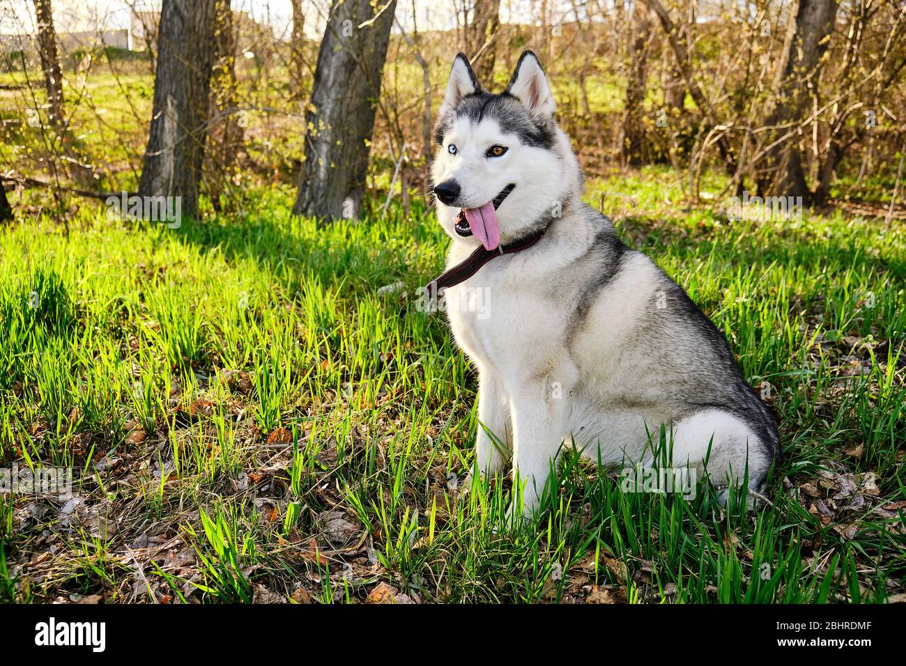 Husky Puppy With Green Eyes