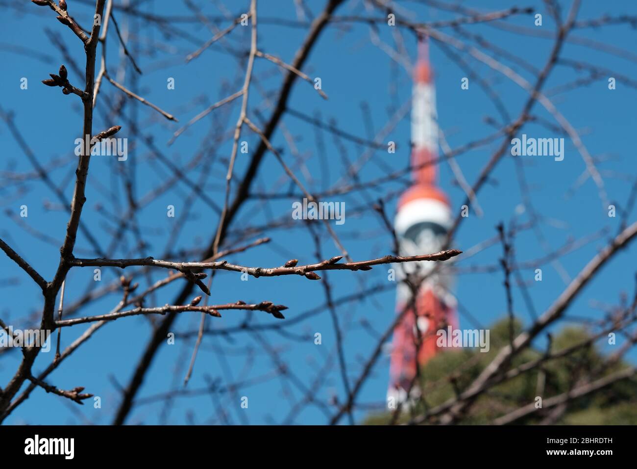 Sakura buds with blur Tokyo Tower background Stock Photo - Alamy