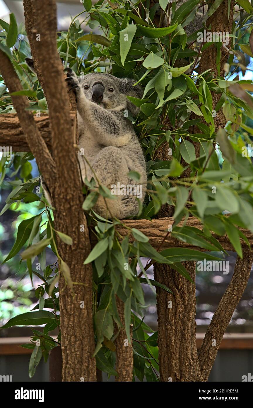 Young young animal marsupial paws grey gray australia herbivore hi-res ...