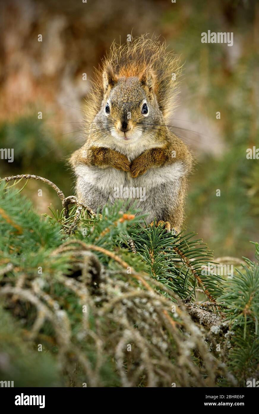 A front view of a red squirrel "Tamiasciurus hudsonicus", sitting in ...