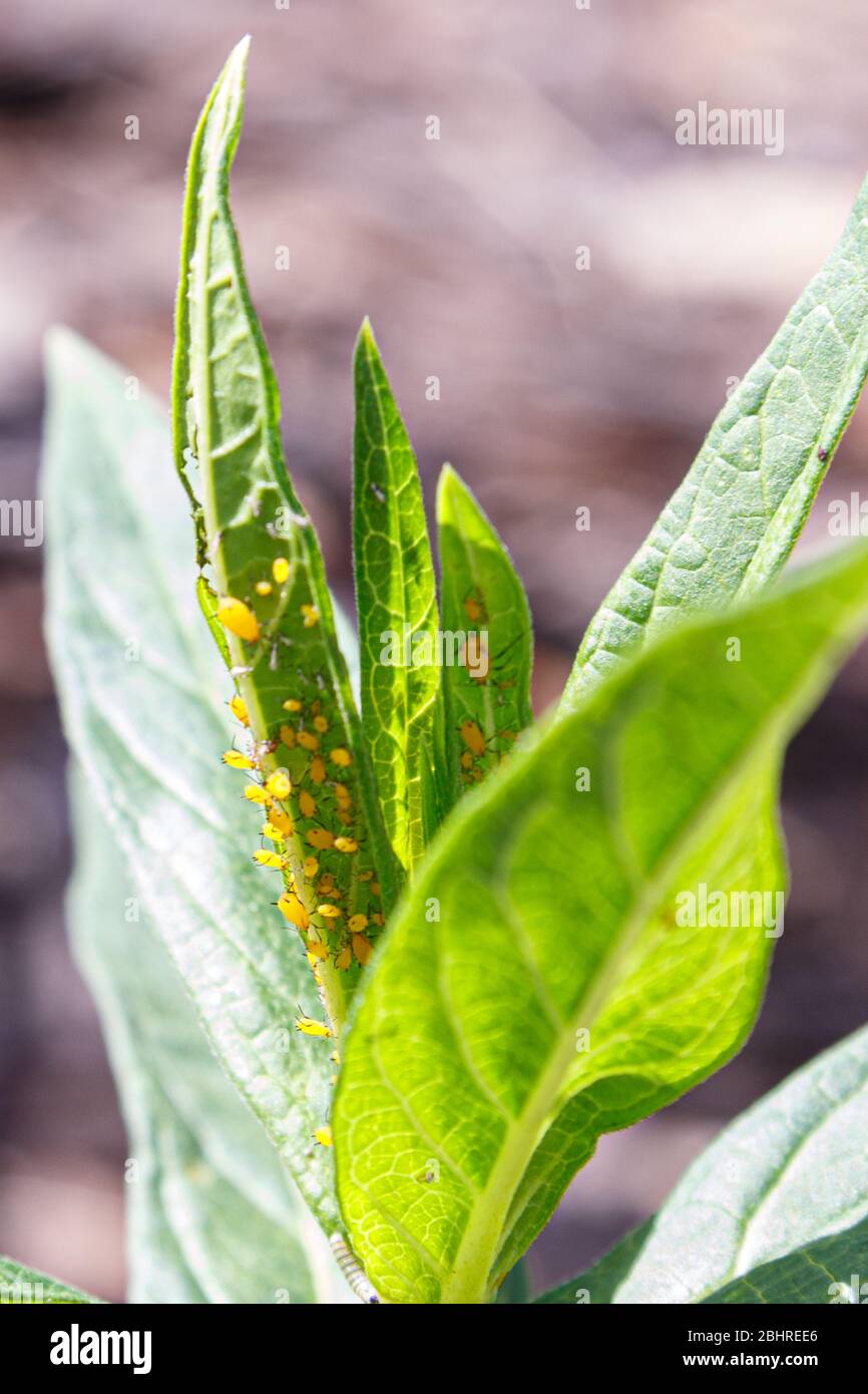 Swamp Milkweed Asclepias Incarnata High Resolution Stock Photography ...