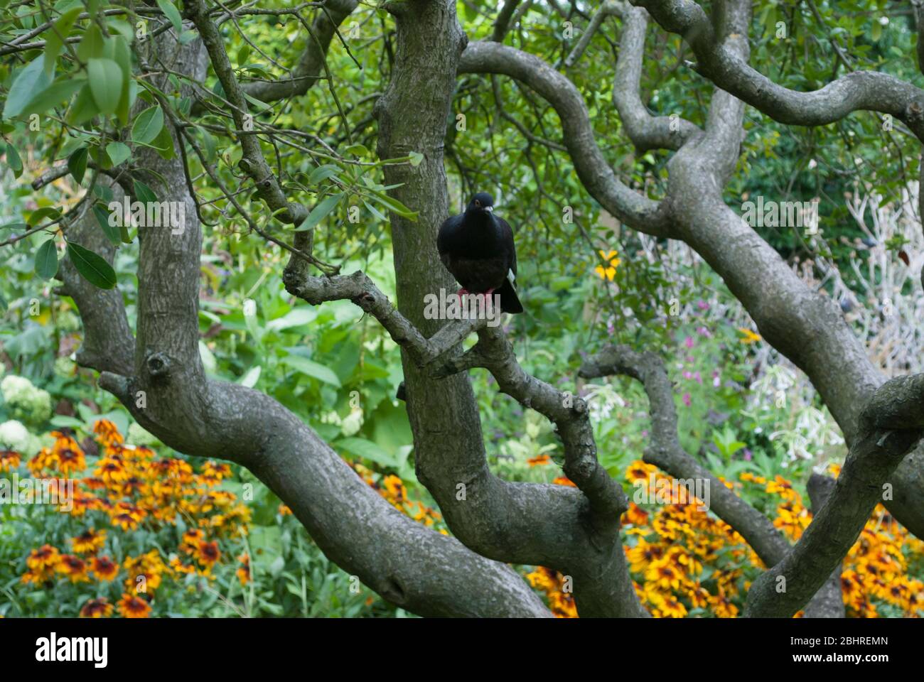 Columbidae hi-res stock photography and images - Alamy