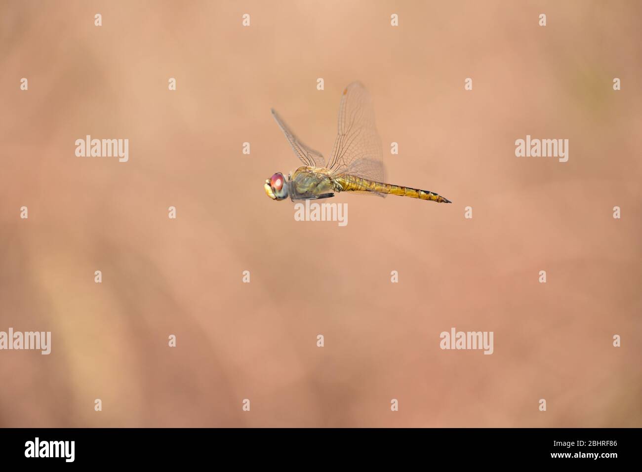 Dragonfly Of India High Resolution Stock Photography and Images - Alamy