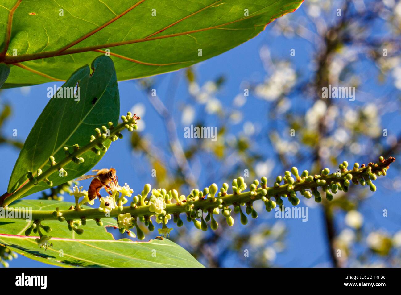 Pollination pollinator hi-res stock photography and images - Alamy