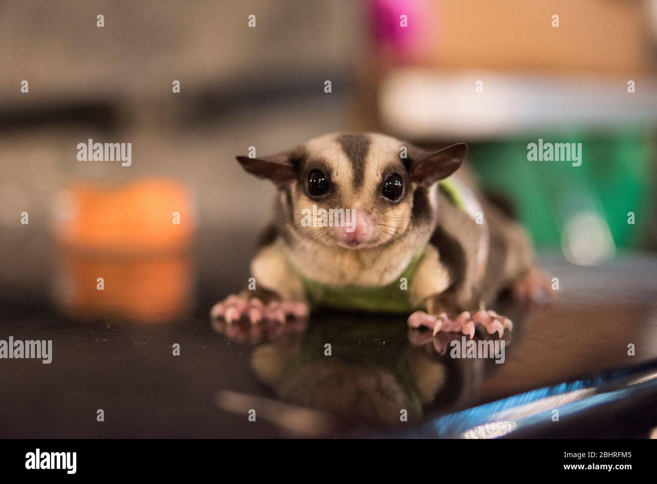 Sugar glider (Petaurus breviceps), Bangkok, Thailand Stock Photo - Alamy