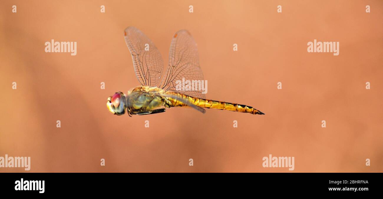 Dragonfly india hi-res stock photography and images - Alamy