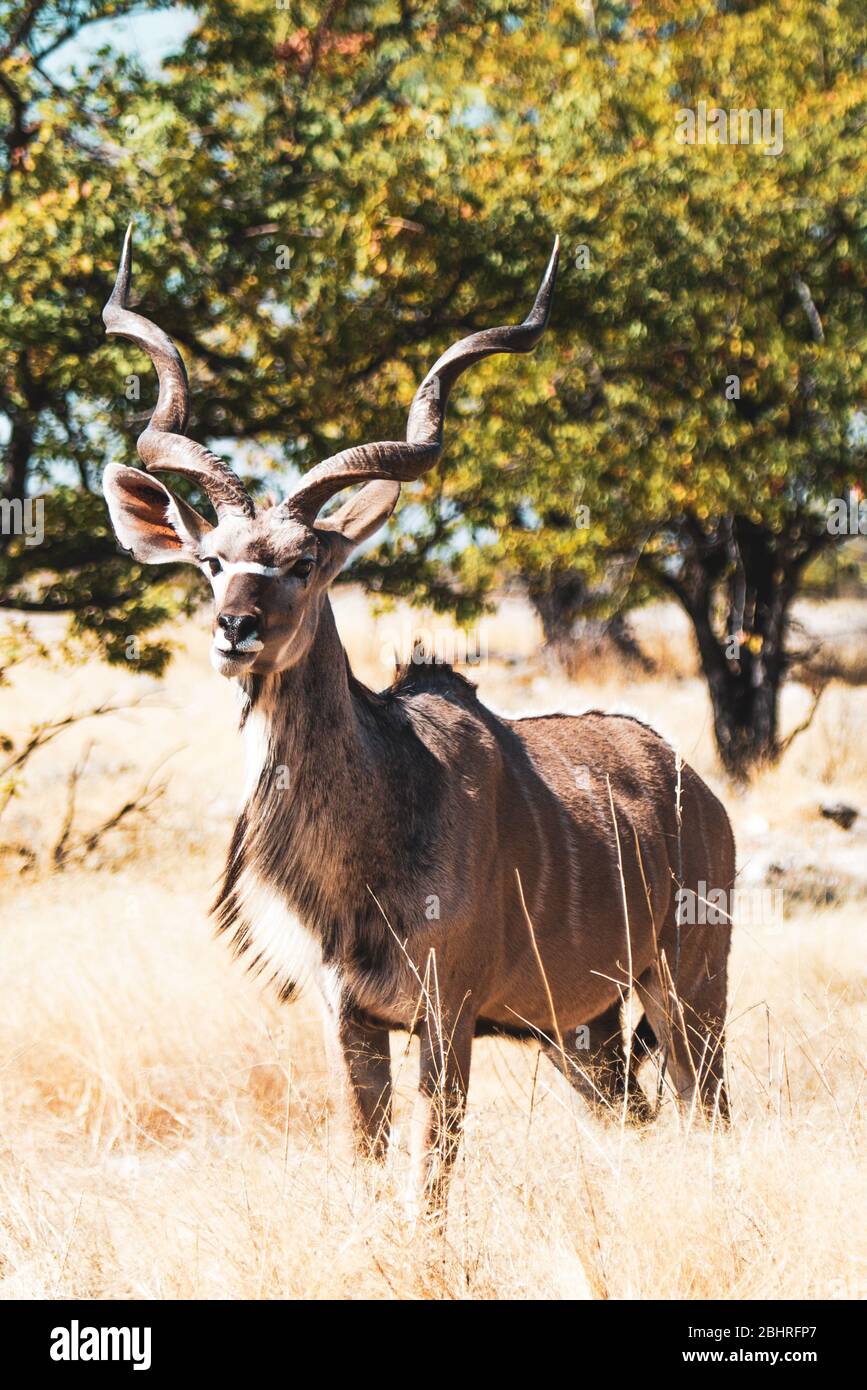 Namibia: Pictures of the Namibian beauties - A Kudu Stock Photo - Alamy