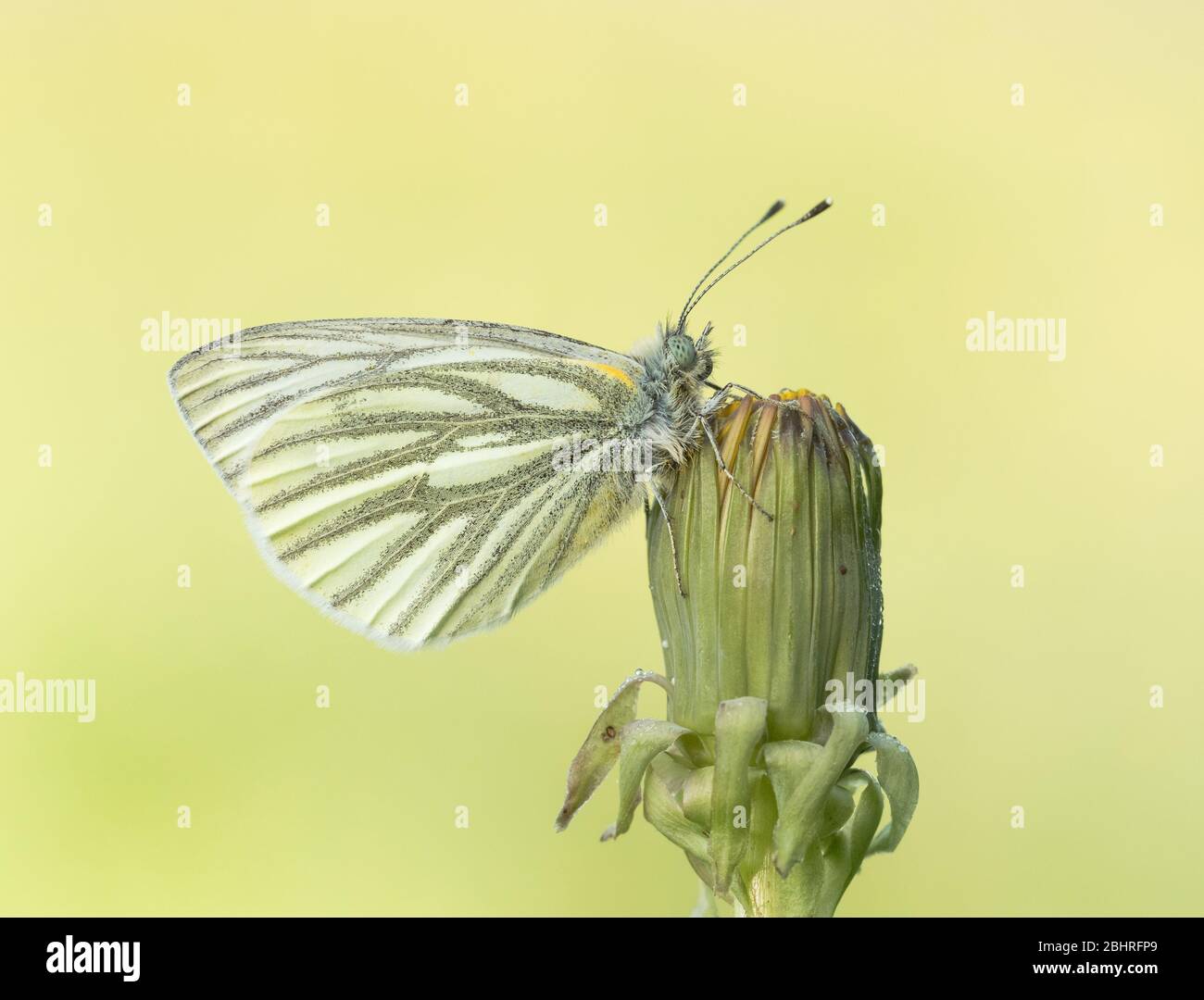 A Green-veined White (Pieris napi) butterfly roosting on a dandelion ...
