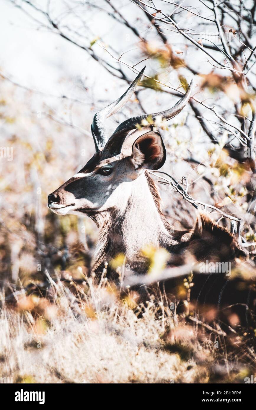 African beauties hi-res stock photography and images - Alamy