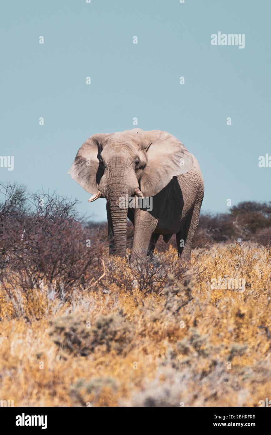 Namibia: Pictures of the Namibian beauties - An Elephant Stock Photo ...
