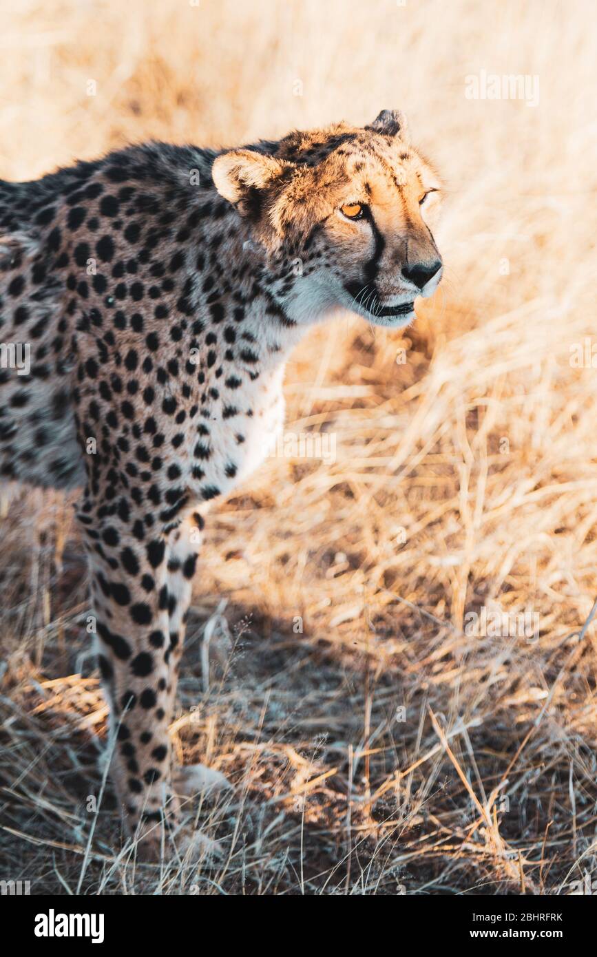 Namibia: Pictures of the Namibian beauties - A Cheetah Stock Photo - Alamy