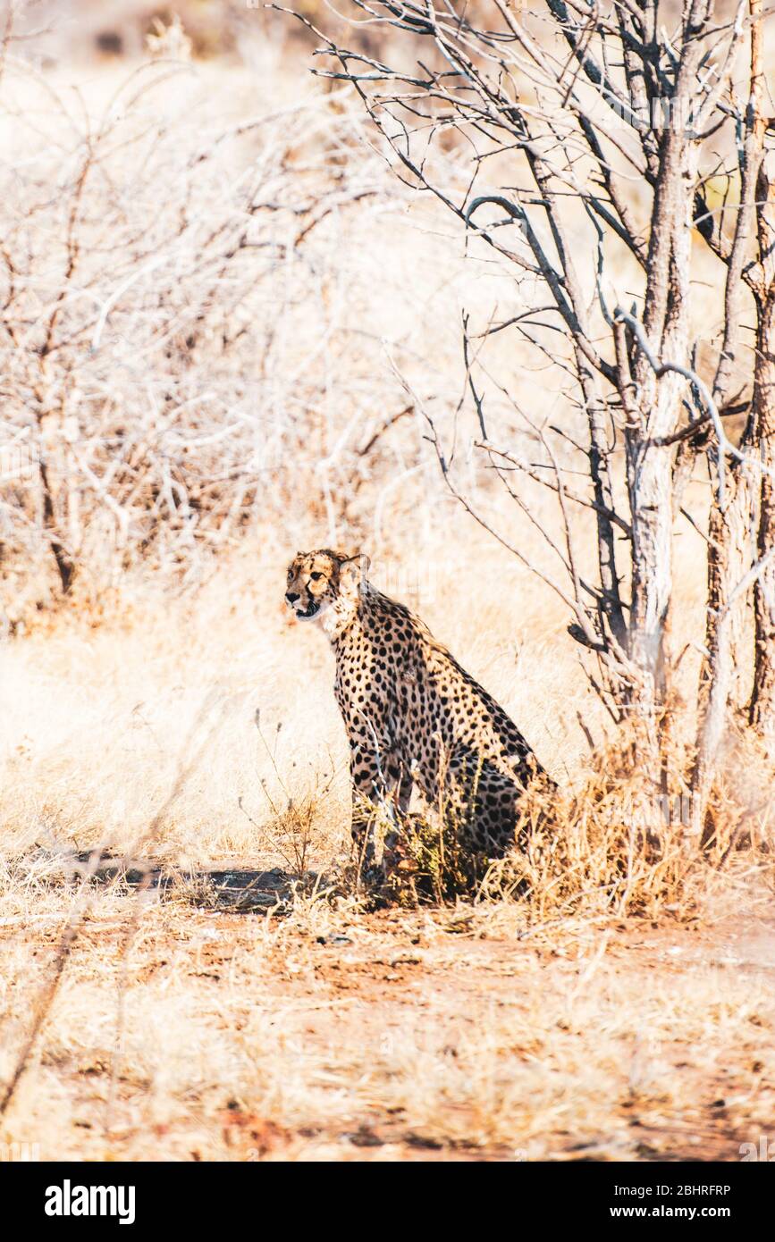 Namibia: Pictures of the Namibian beauties - A Cheetah Stock Photo - Alamy