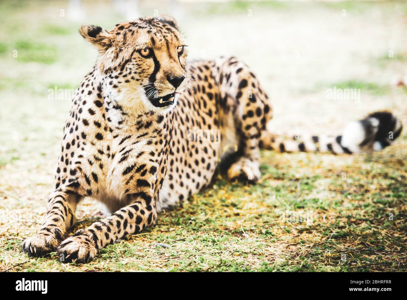 Namibia: Pictures of the Namibian beauties - A Cheetah Stock Photo - Alamy