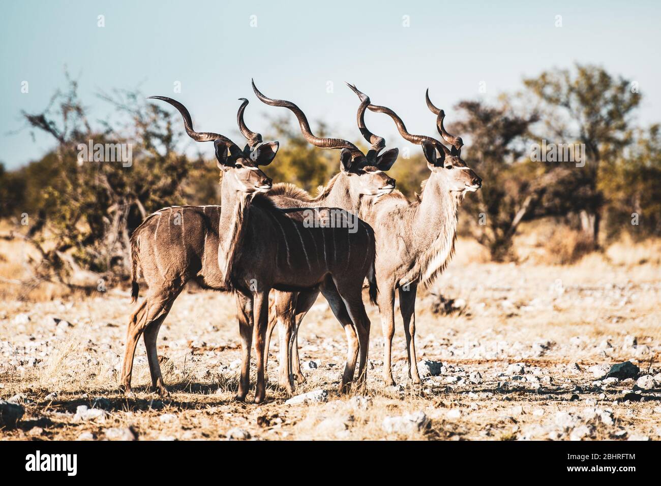 Namibia: Pictures of the Namibian beauties - A group of Kudus Stock ...