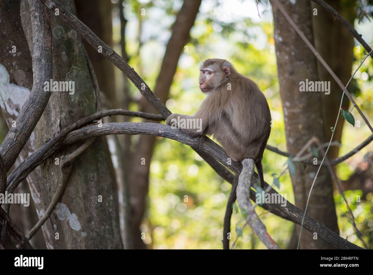 Northern pig-tailed macaque (Macaca leonina), Khao Yai National Park ...