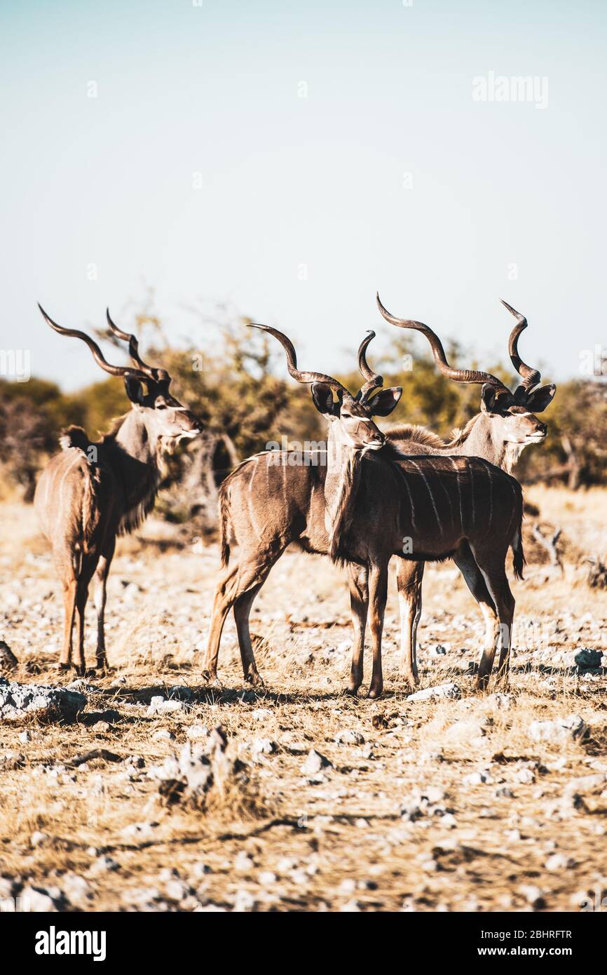 Namibia: Pictures of the Namibian beauties - A group of Kudus Stock ...