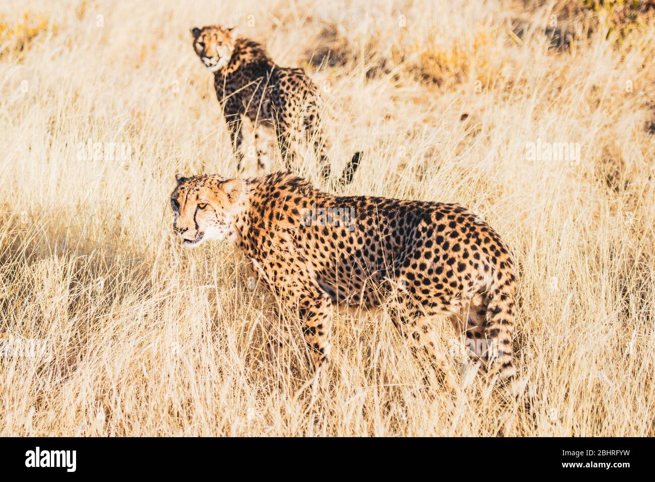 Namibia: Pictures of the Namibian beauties - A couple of Cheetahs Stock ...